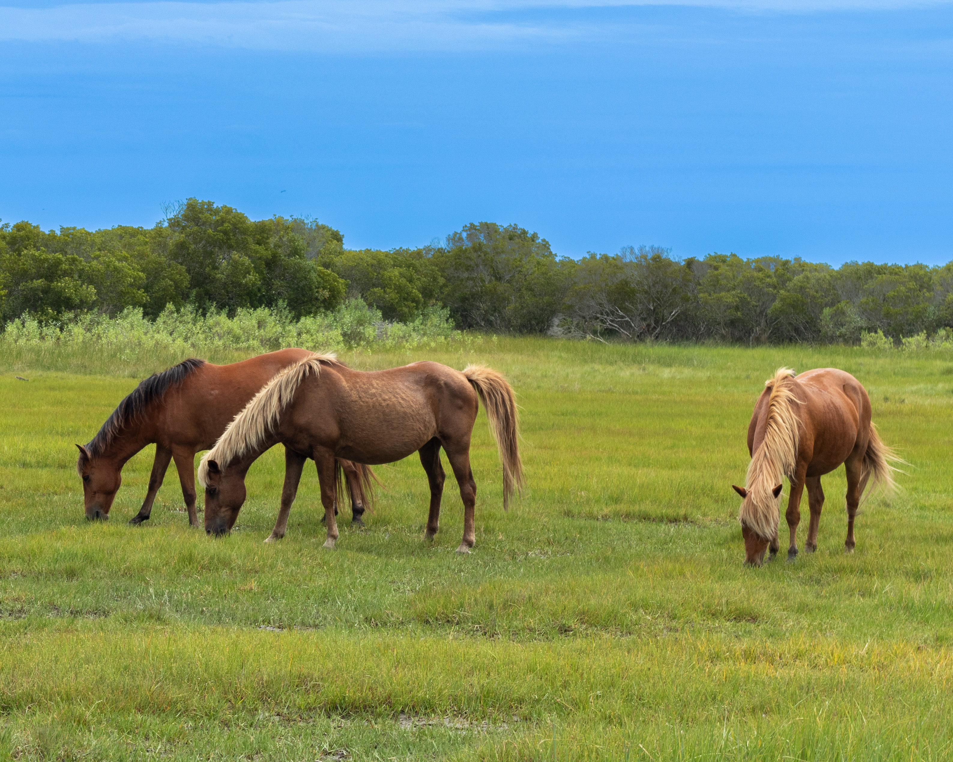 Assateague Island | Exchange Art | Exchange Art